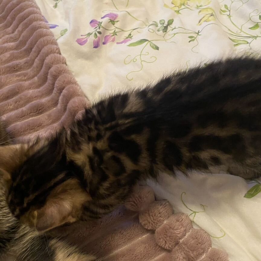 Бенгальские котята