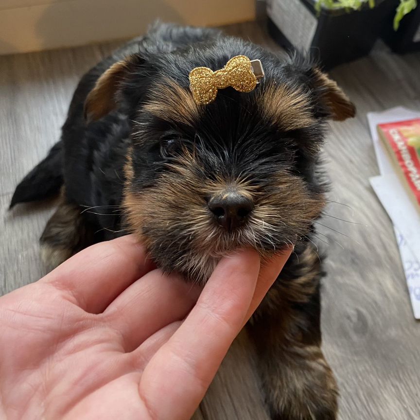 Йоркширский терьер, щенок