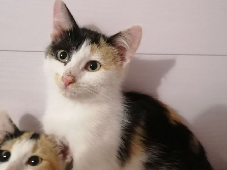 Котята в добрые руки бесплатно