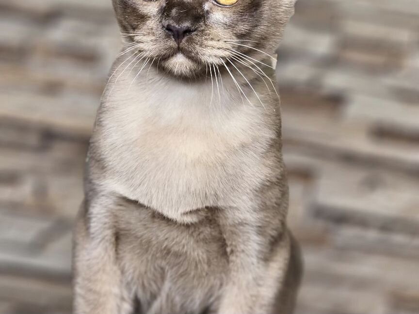 Бурманская