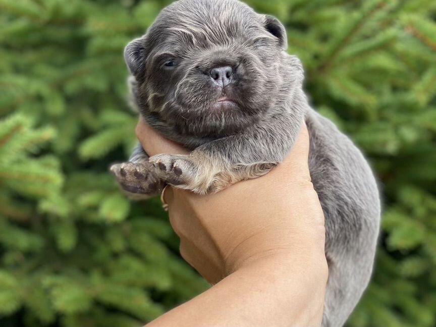 Флаффи французские бульдоги девочки