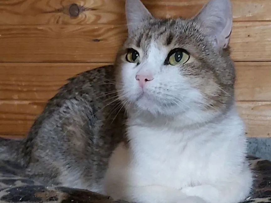 Кот Кузя 7 лет в добрые руки