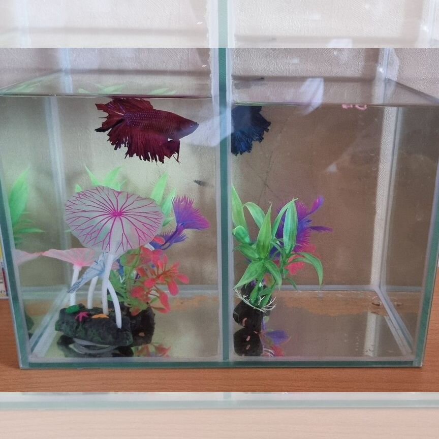 Аквариумные рыбки петушок и аквариум