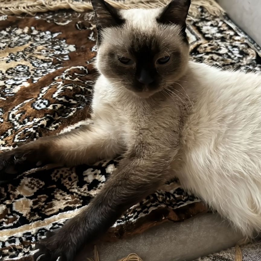 Сиамский котёнок