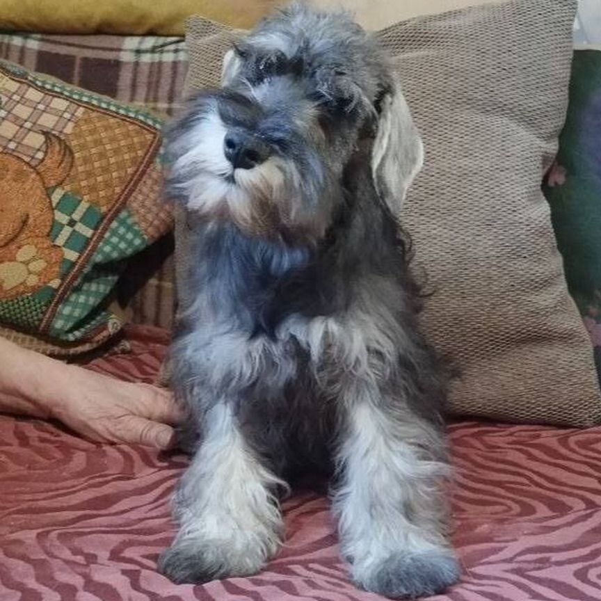 Цвергшнауцер, щенок