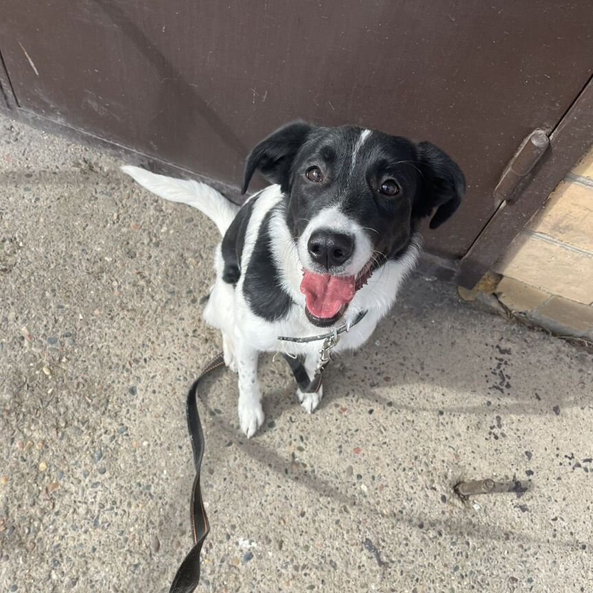 Собака в добрые руки отдам бесплатно