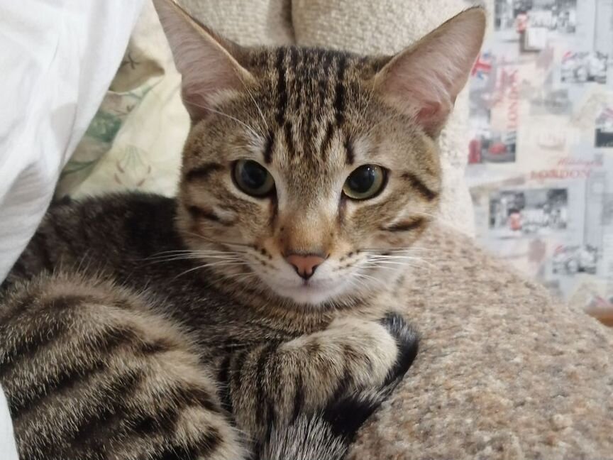 Кот Тимофей