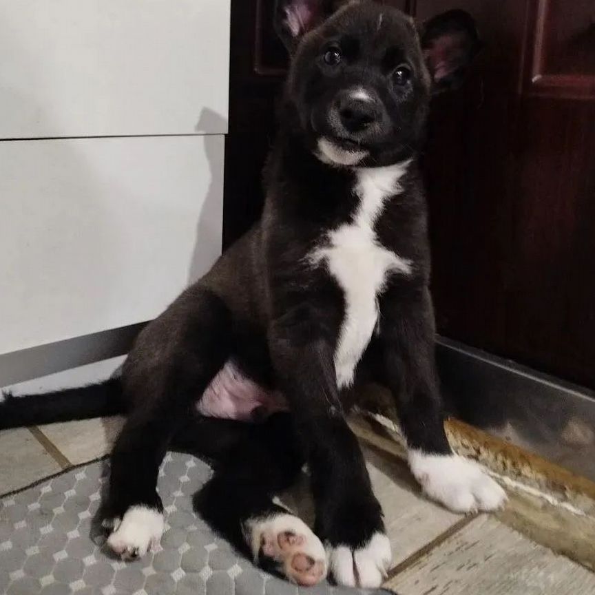 Щенок в добрые руки