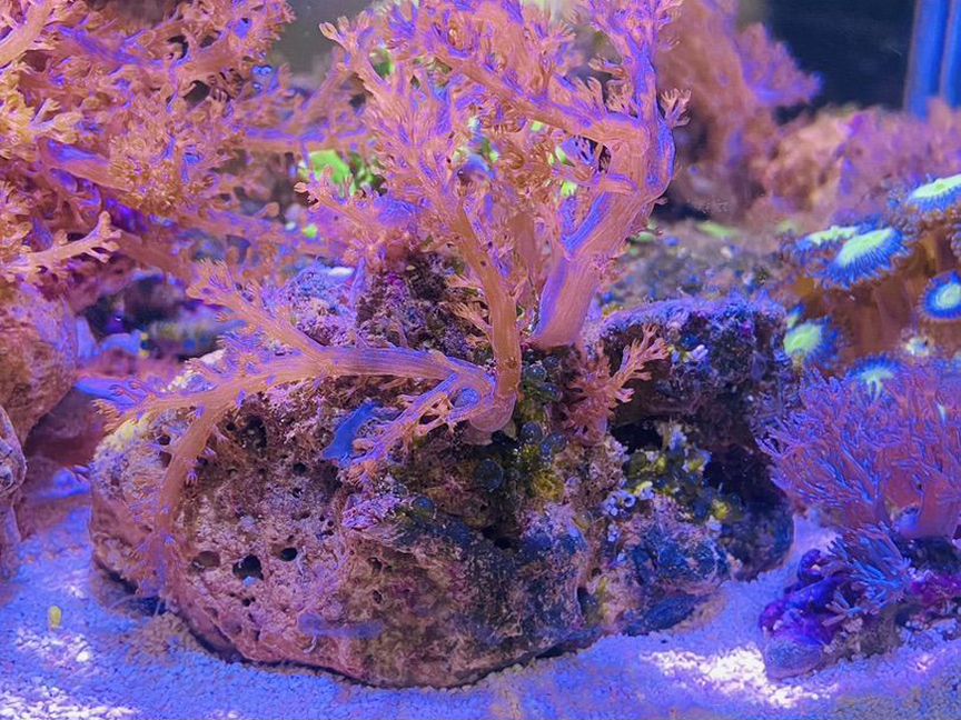 Коралл Капнела