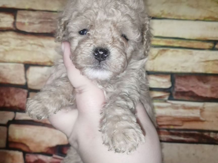 Щенки той пуделя