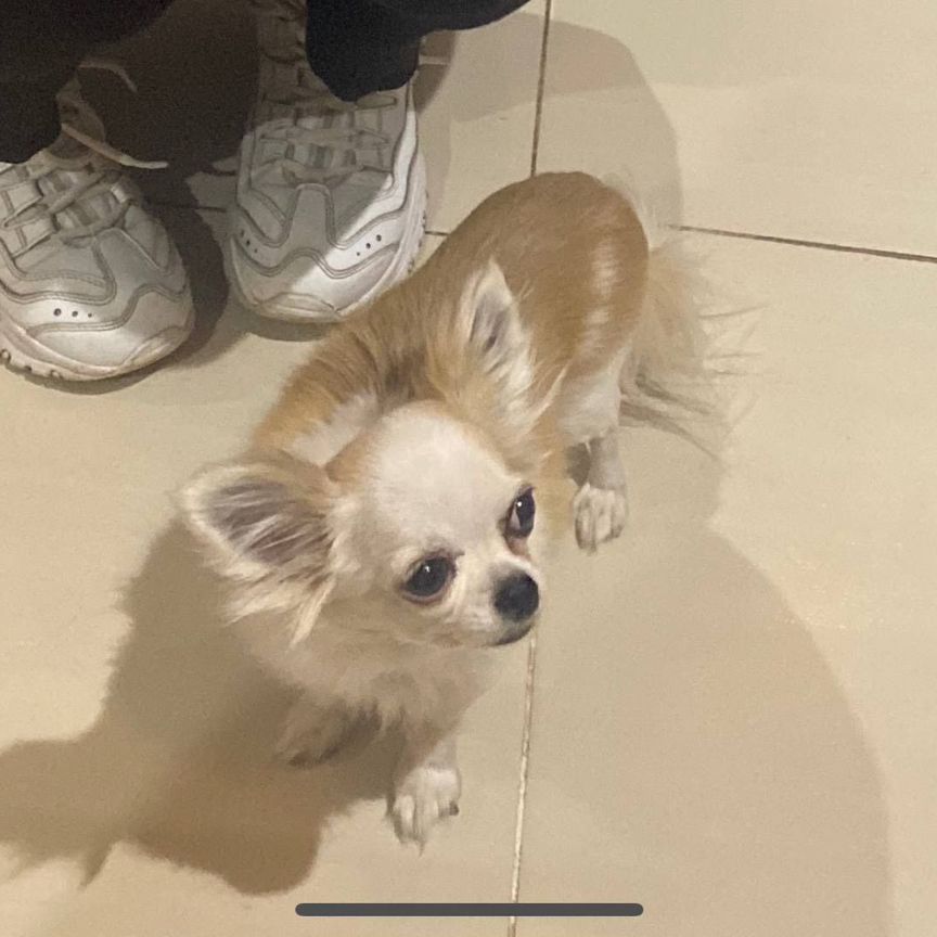 Чихуахуа мини девочка