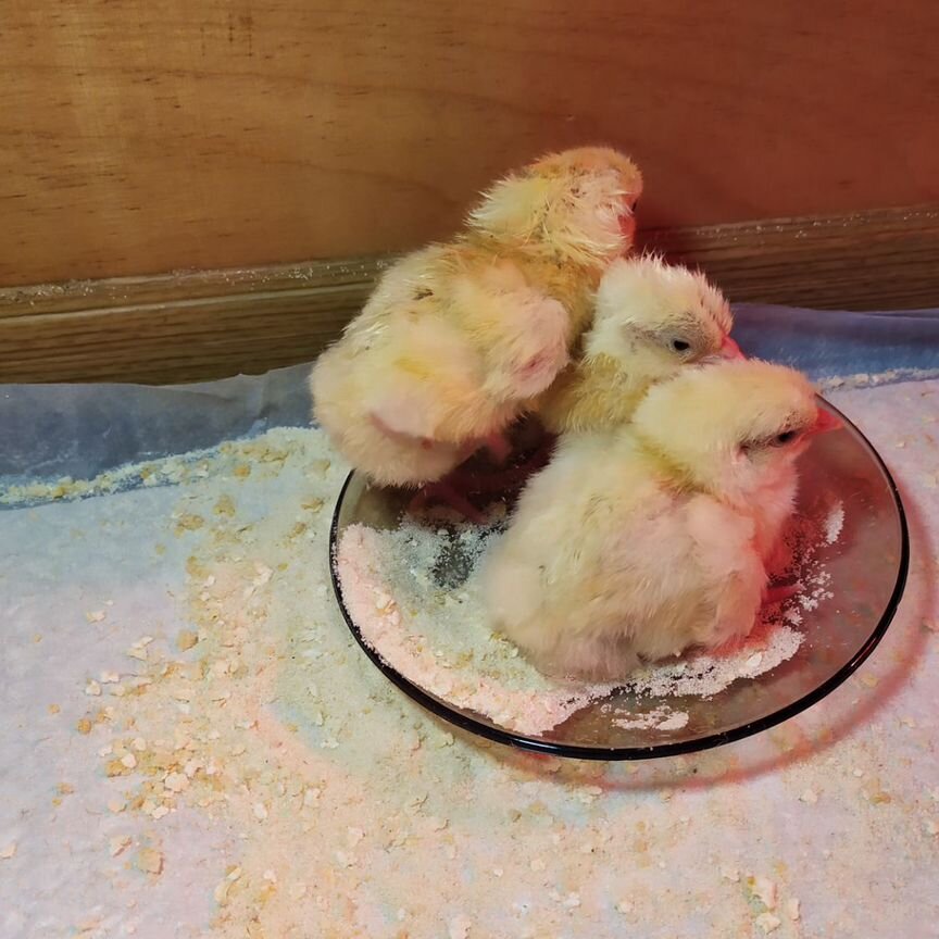 Птенцы бролера