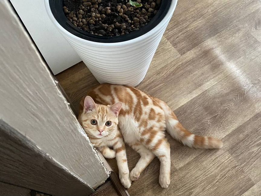 Шотландский прямоухий котенок