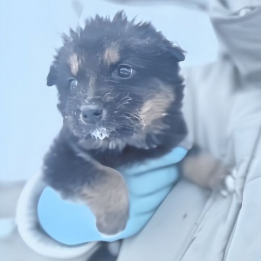 Щенок в добрые руки