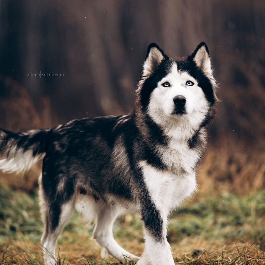 Шелли из приюта