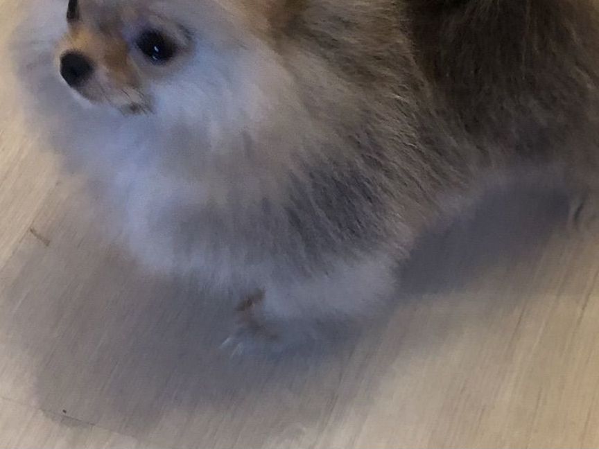 Померанский шпиц