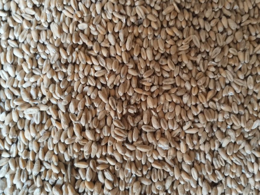 Зерно фураж