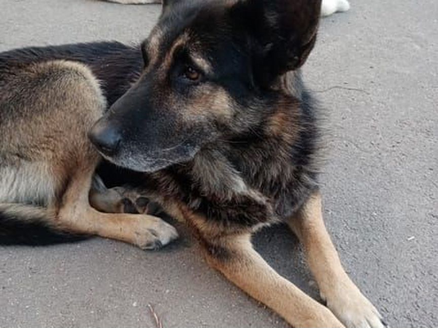 Собака Буран ищет дом