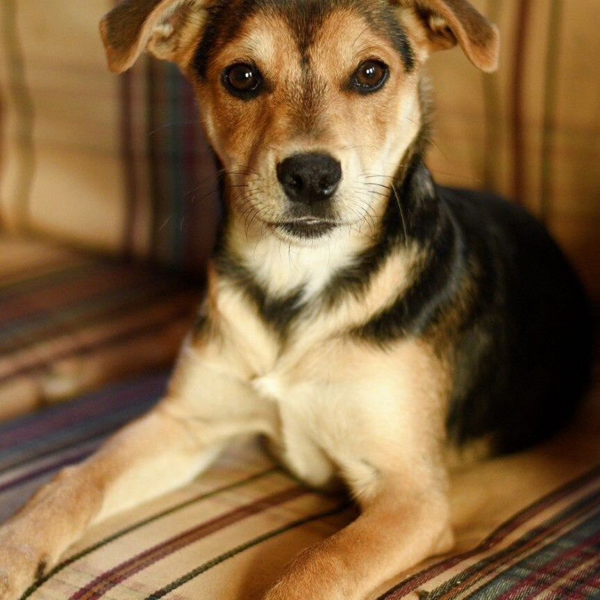 Собака в добрые руки