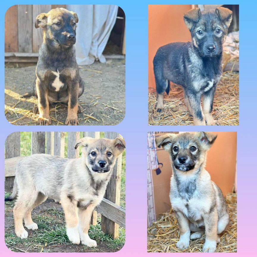 Щенки в добрые руки