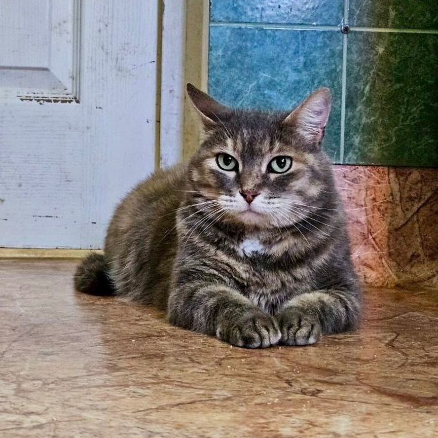 Прекрасная кошечка Глаша