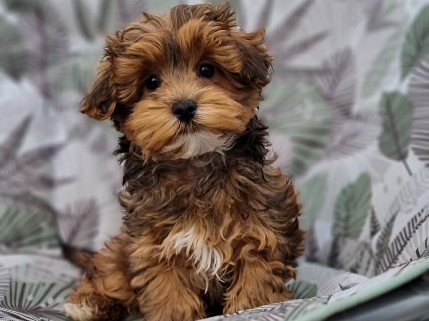 Мальтипу Ф1, мальчик