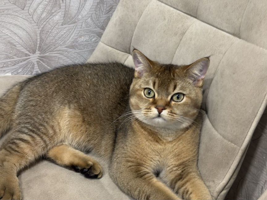 Котик в добрые руки