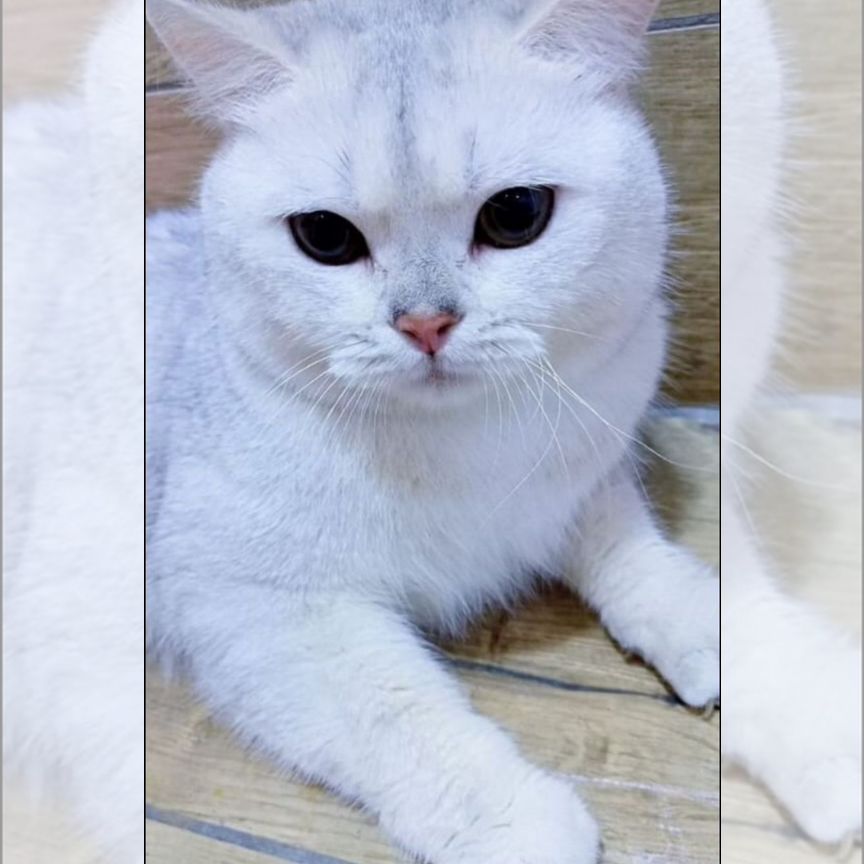 Британский кот