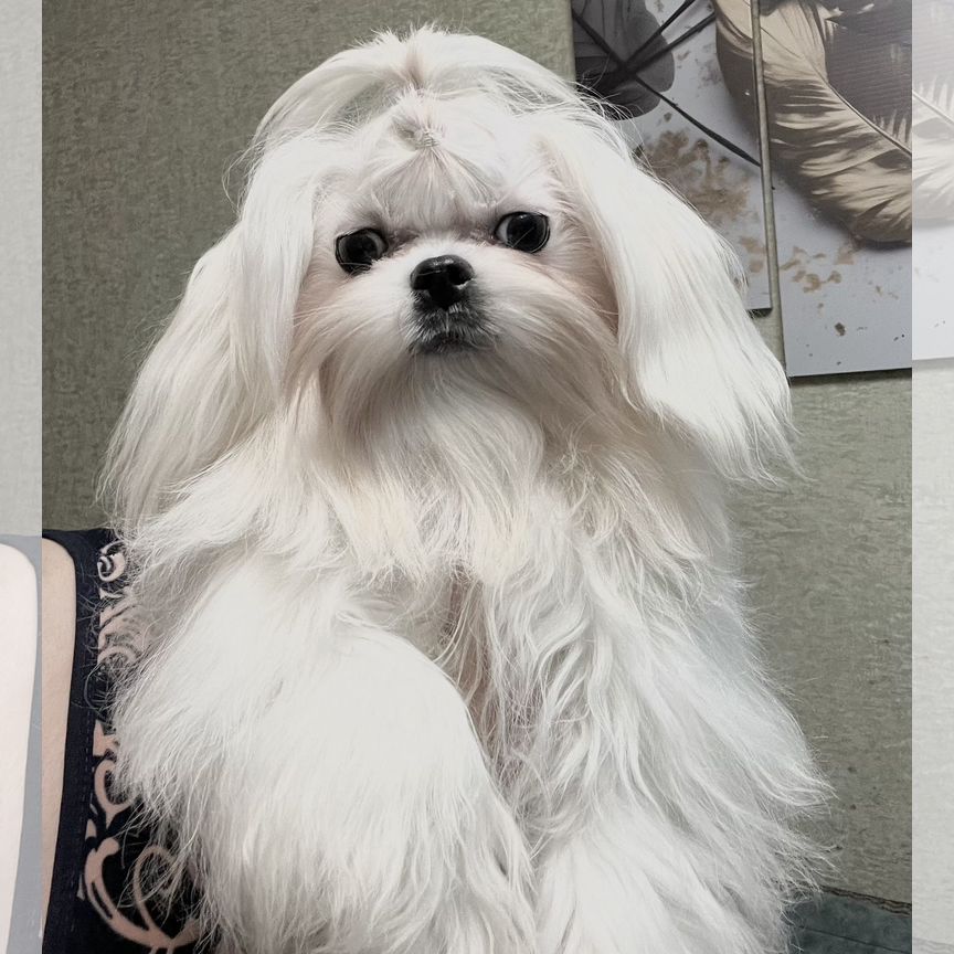 Мальтийская болонка, щенок