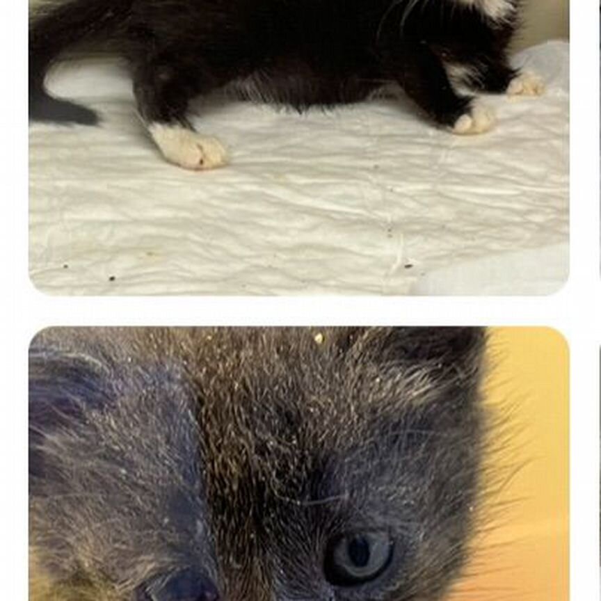 Котята в добрые руки мальчики