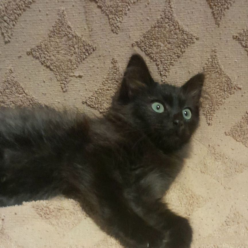 Чёрный котенок девочка с зелёными глазами