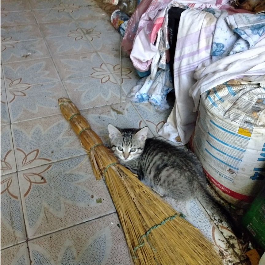 Спасите котят
