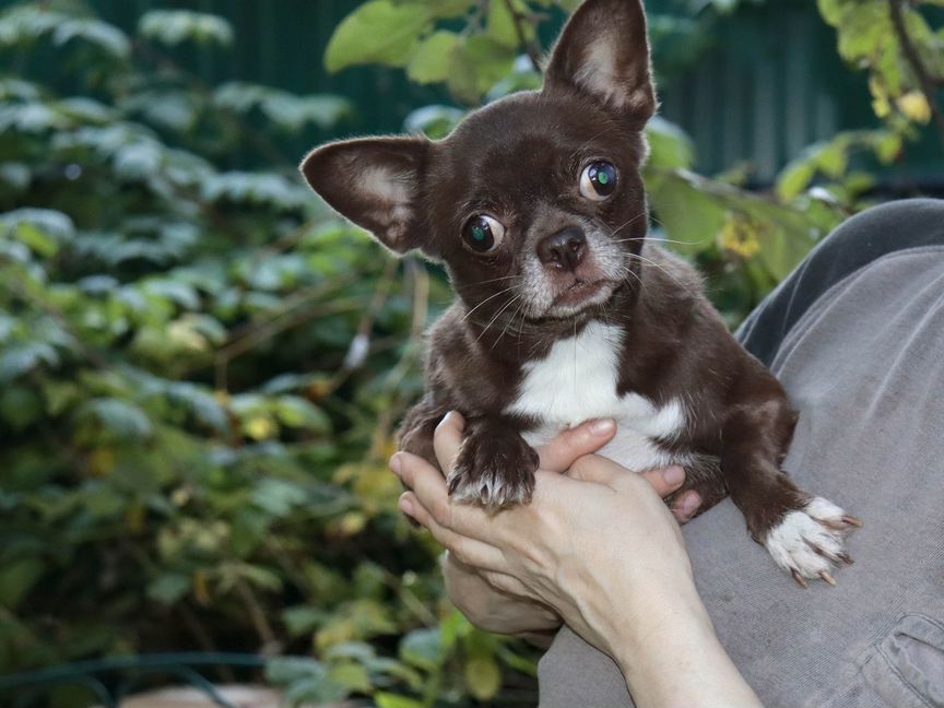 Шоколадка. Взрослая собачка