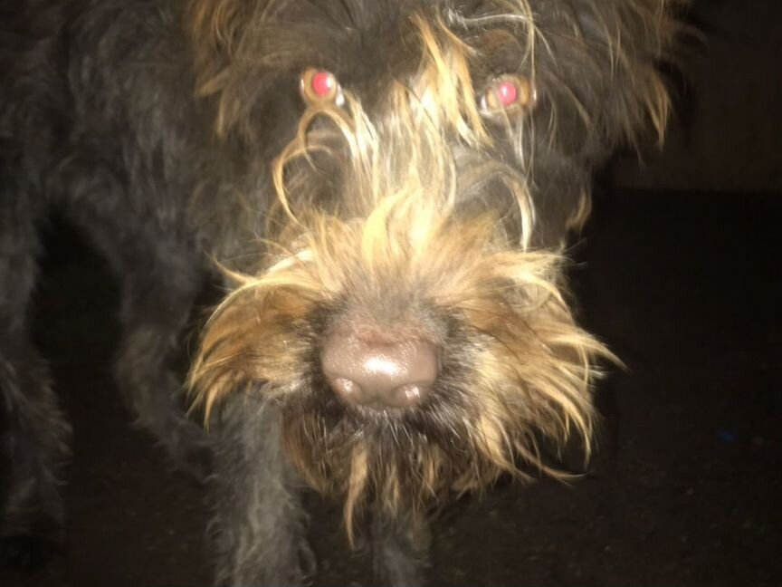 Собака дратхаар