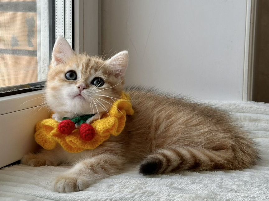 Новогодний котик золотая шиншилла ny12