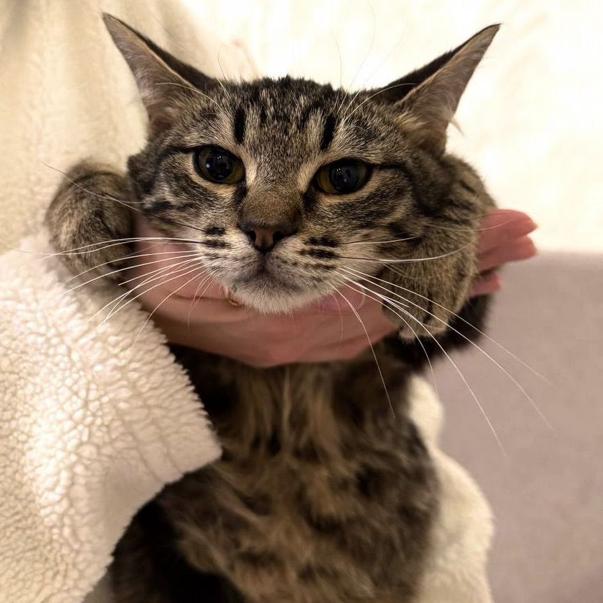 Котенок 4 месяца