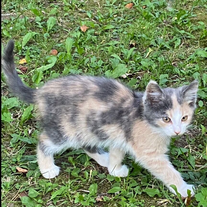 Котята