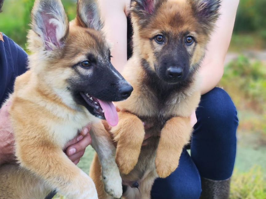 Крит, Карат щенки метисы овчарки