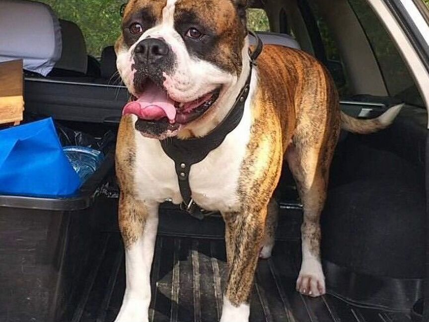 Американский бульдог вязка