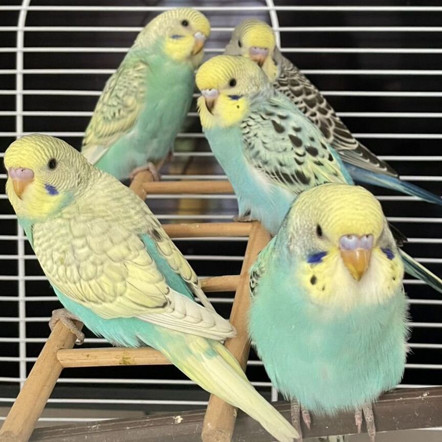 Птенцы волнистый попугай