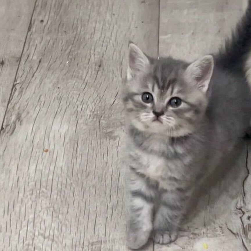 Шотландский котенок девочка