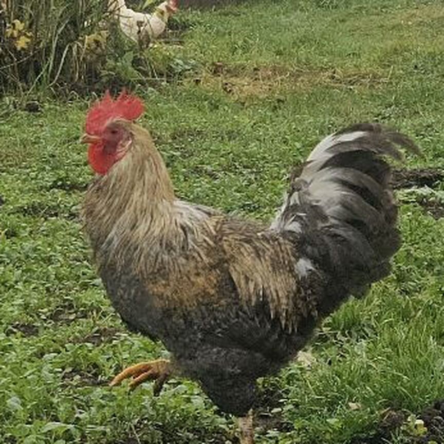 Молодые петухи