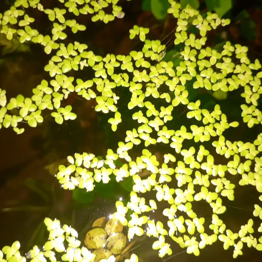 Аквариумная ряска