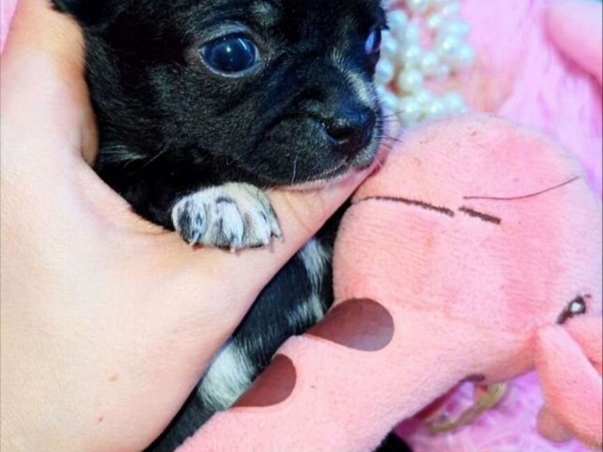 Миниатюрный малышик чихуахуа,доставка