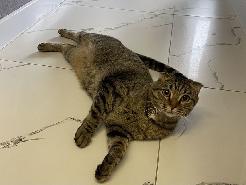 Кошка