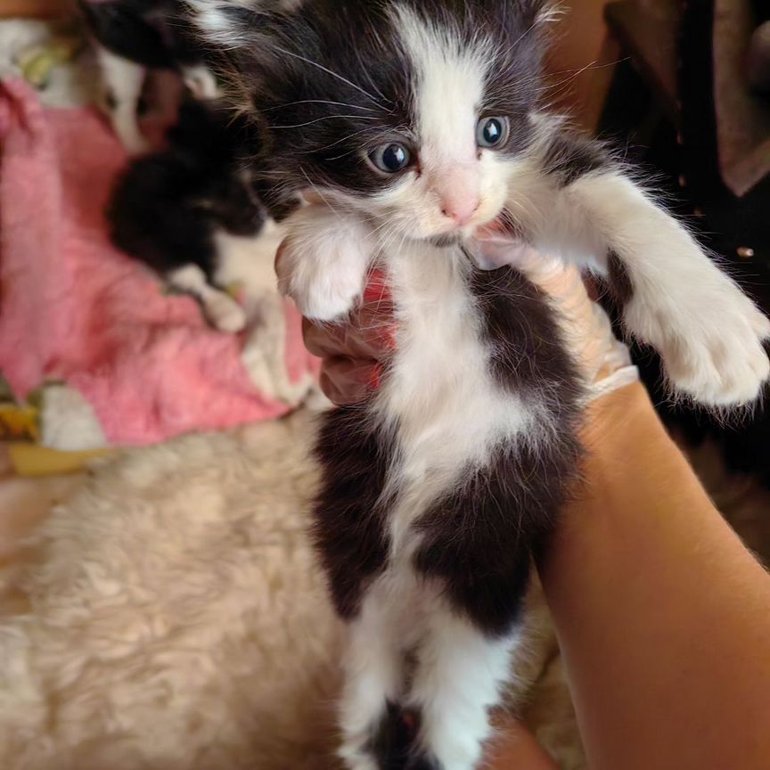 Котенок мэйнкун