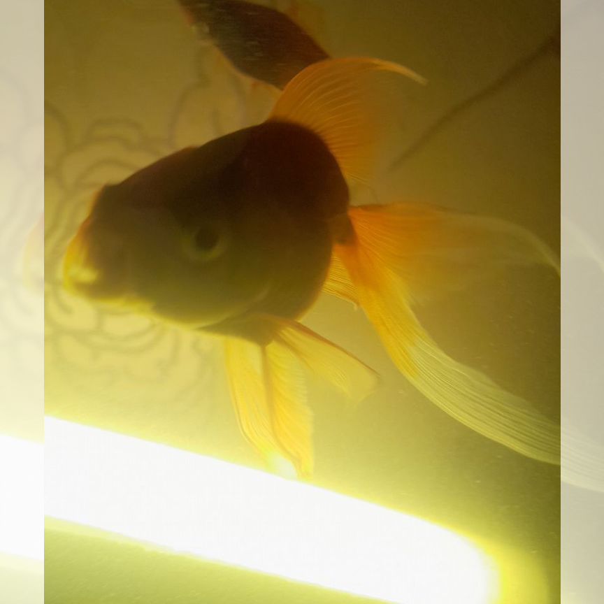 Золотая рыбка