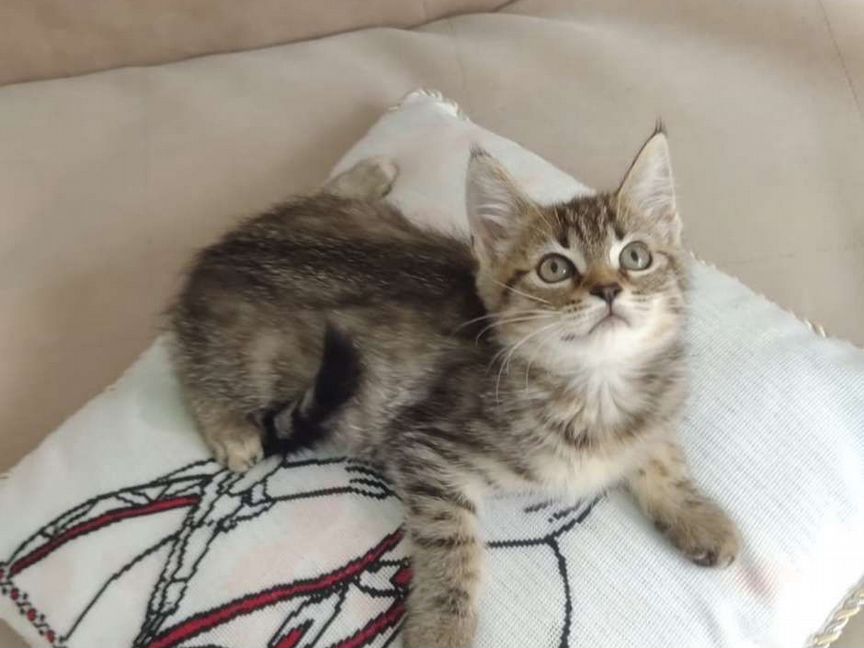 Котёнок, 2 мес, тигровый окрас шпротинка