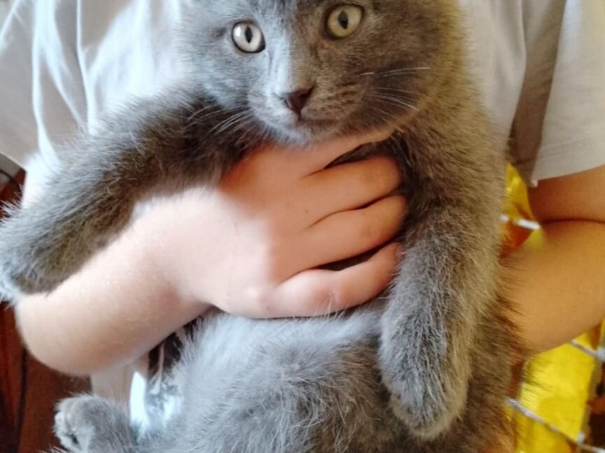 Котята русская голубая