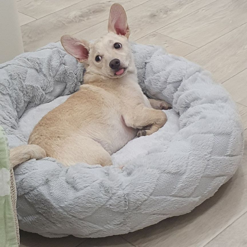 Щенок в добрые руки мальчик